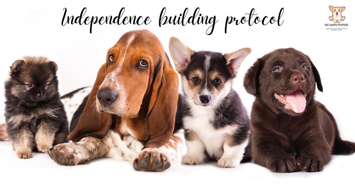 Puppy Separation Anxiety 2025: The Complete Guide - The Happy Puppers