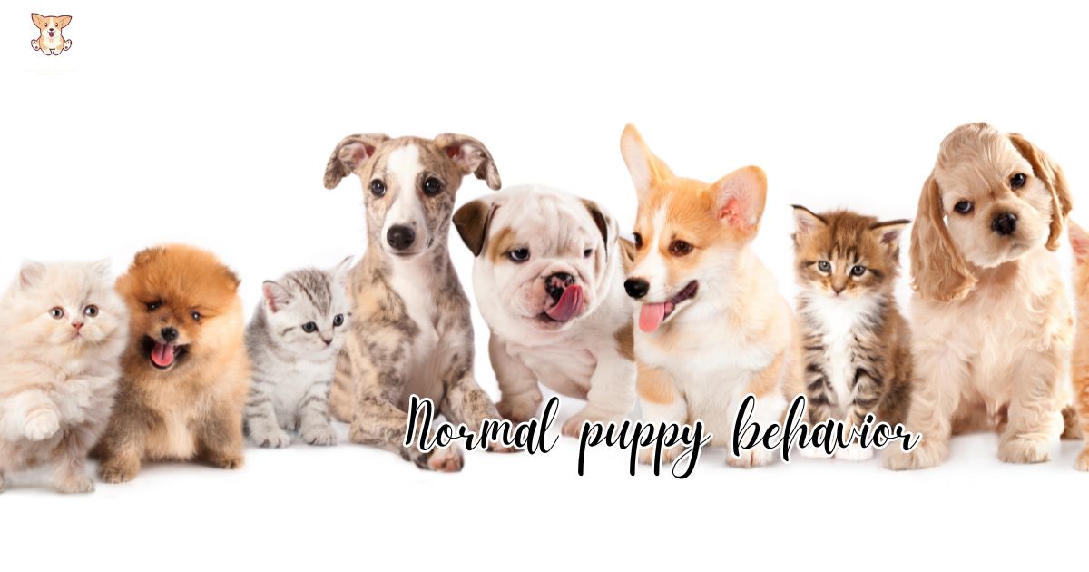 Puppy Behavior: A Friendly Guide - The Happy Puppers
