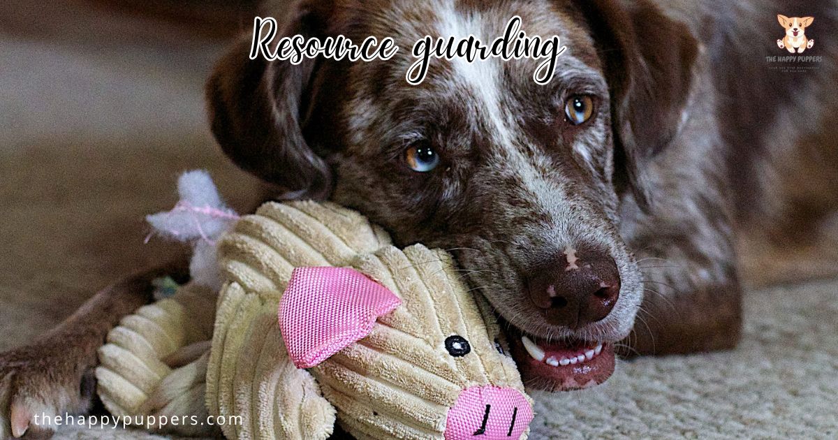 Puppy Behavior: A Friendly Guide - The Happy Puppers