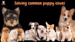 Puppy Behavior: A Friendly Guide - The Happy Puppers
