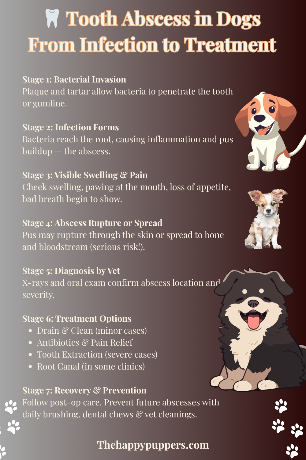 Tooth Abscess In dogs - The Happy Puppers