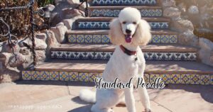 Best Dog Breeds for Elderly: A Complete Guide (2025) - The Happy Puppers