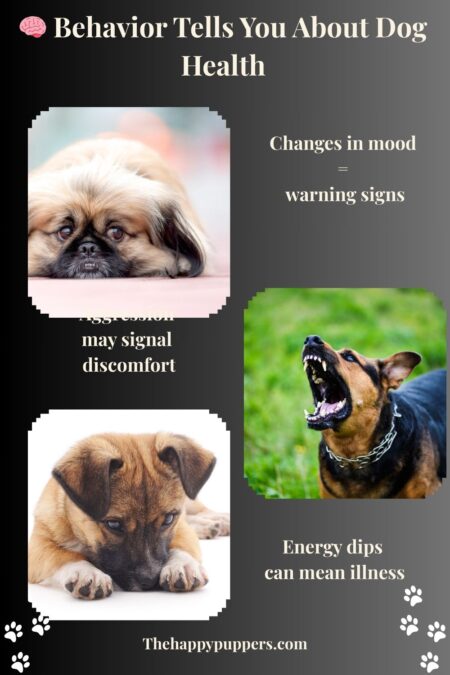 Understanding Dog Health - The Happy Puppers