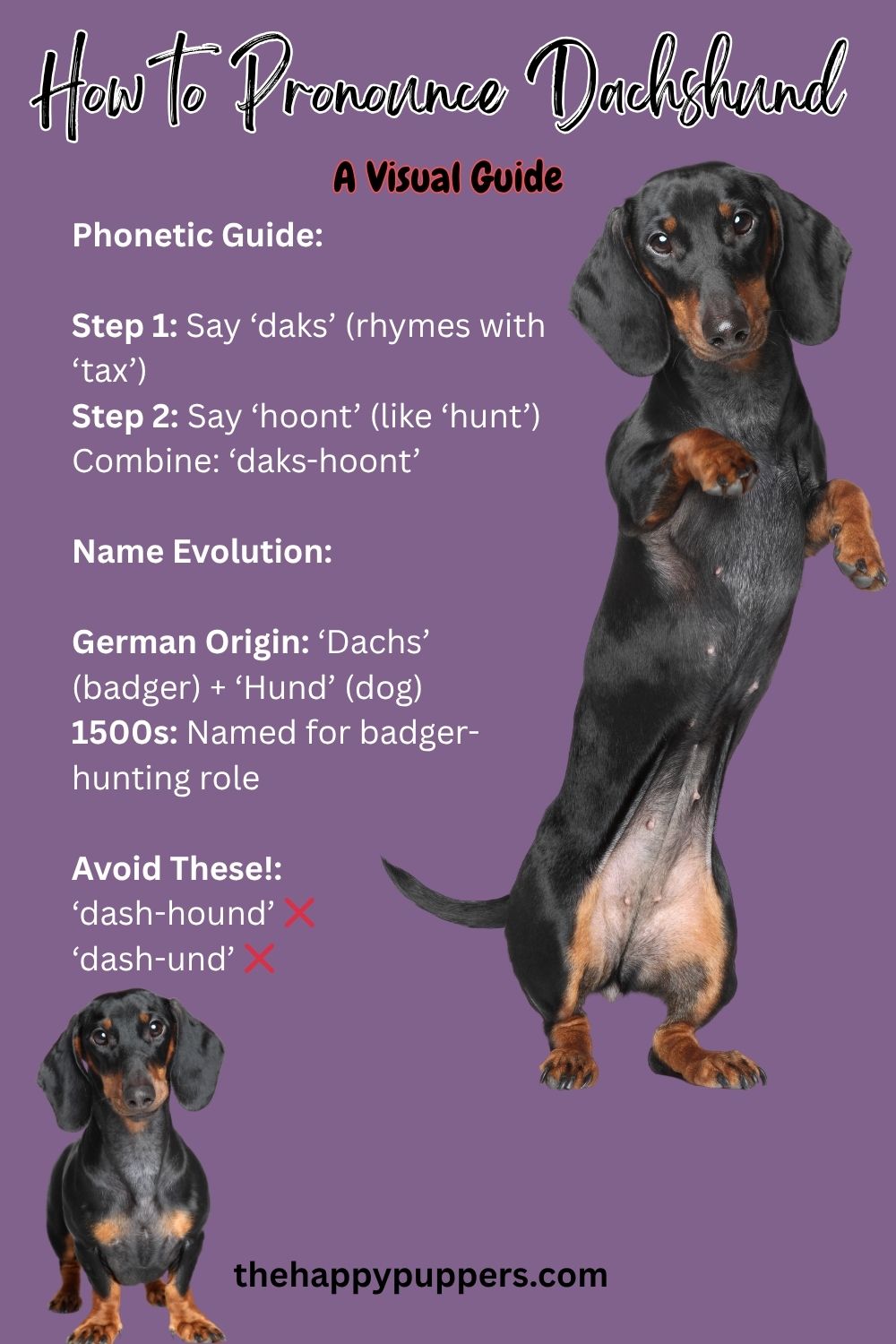 How to pronounce Dachshund? - The Happy Puppers