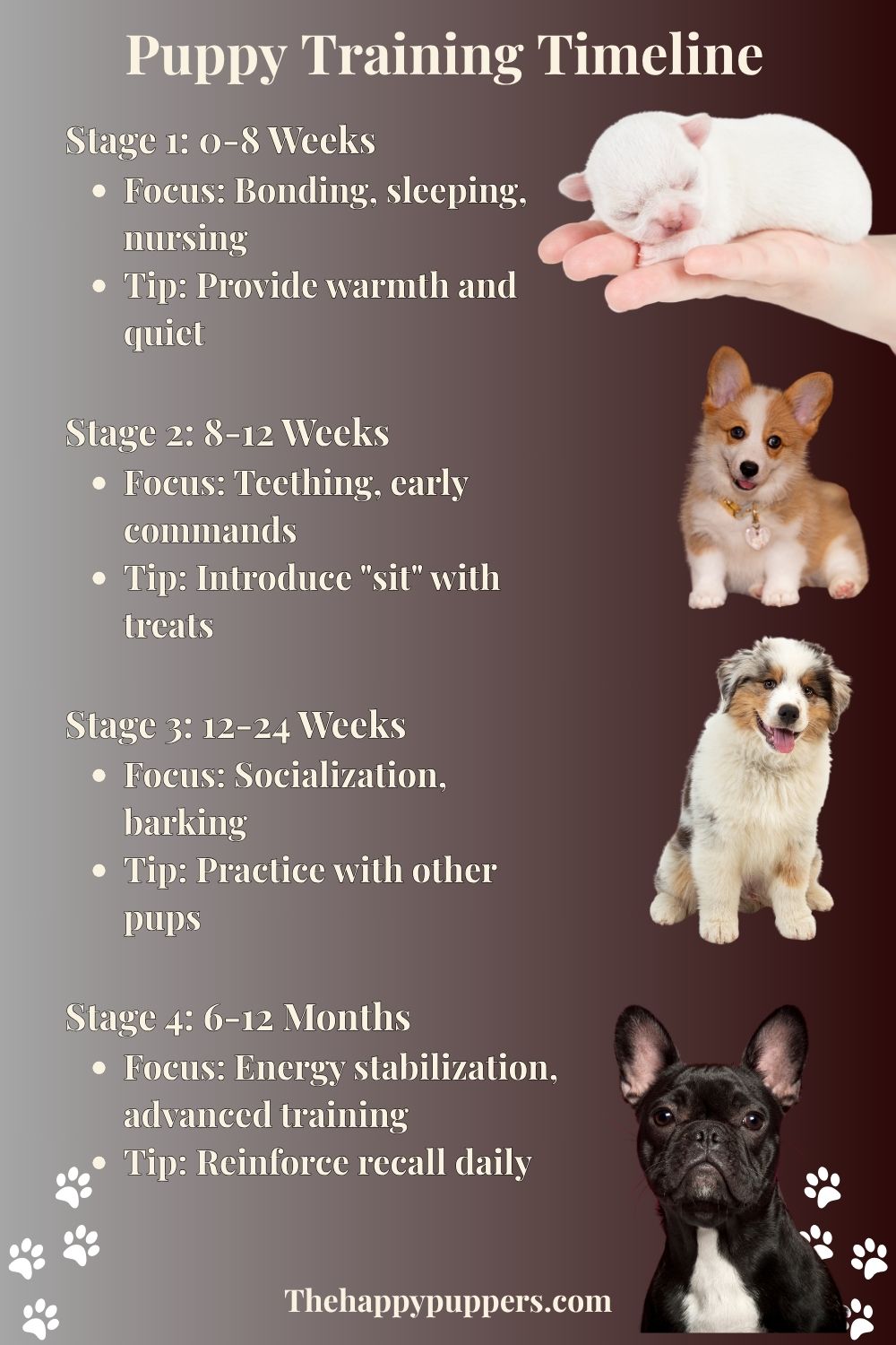 Puppy Behavior: A Friendly Guide - The Happy Puppers